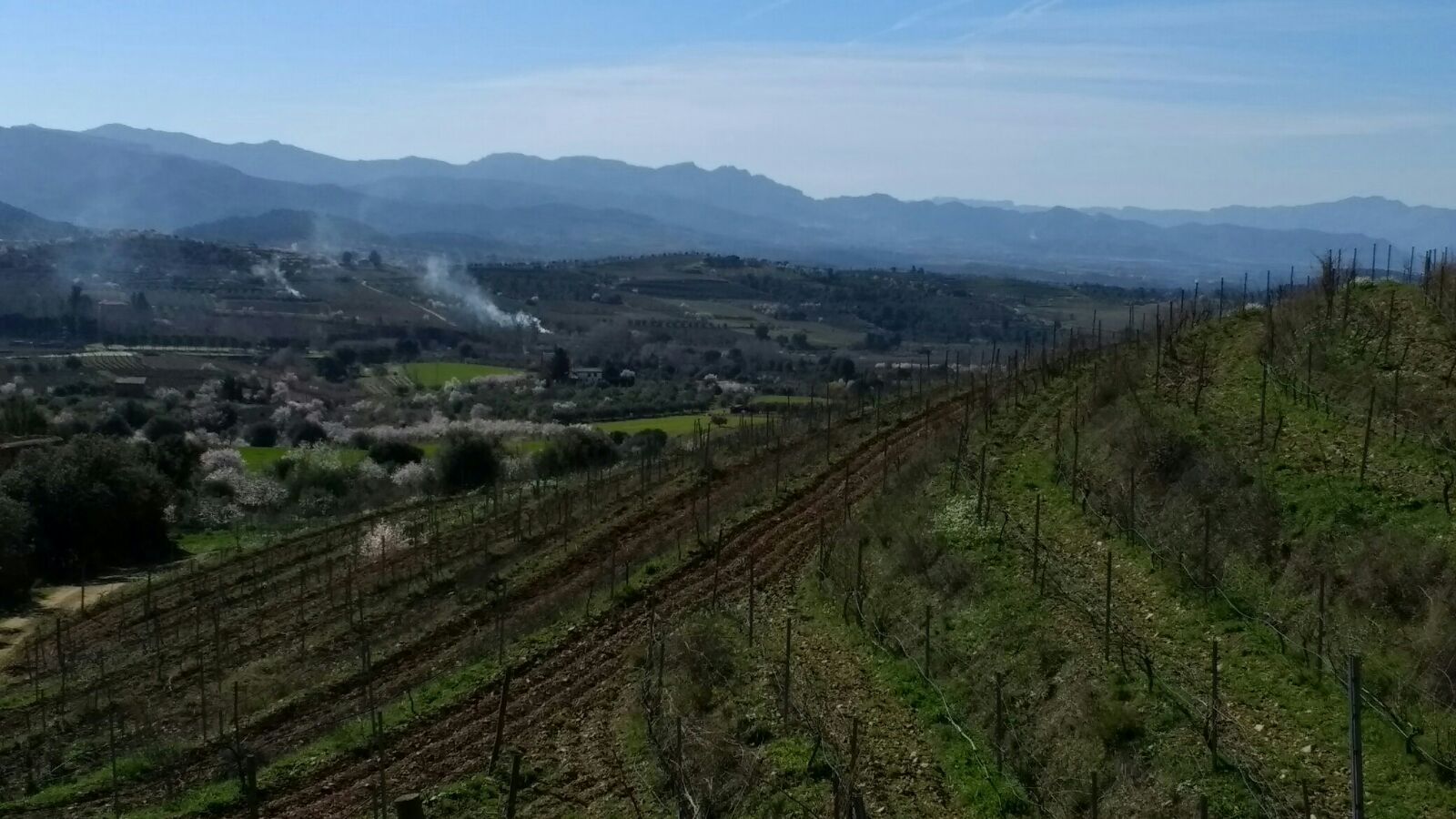 Vi Nubac Priorat